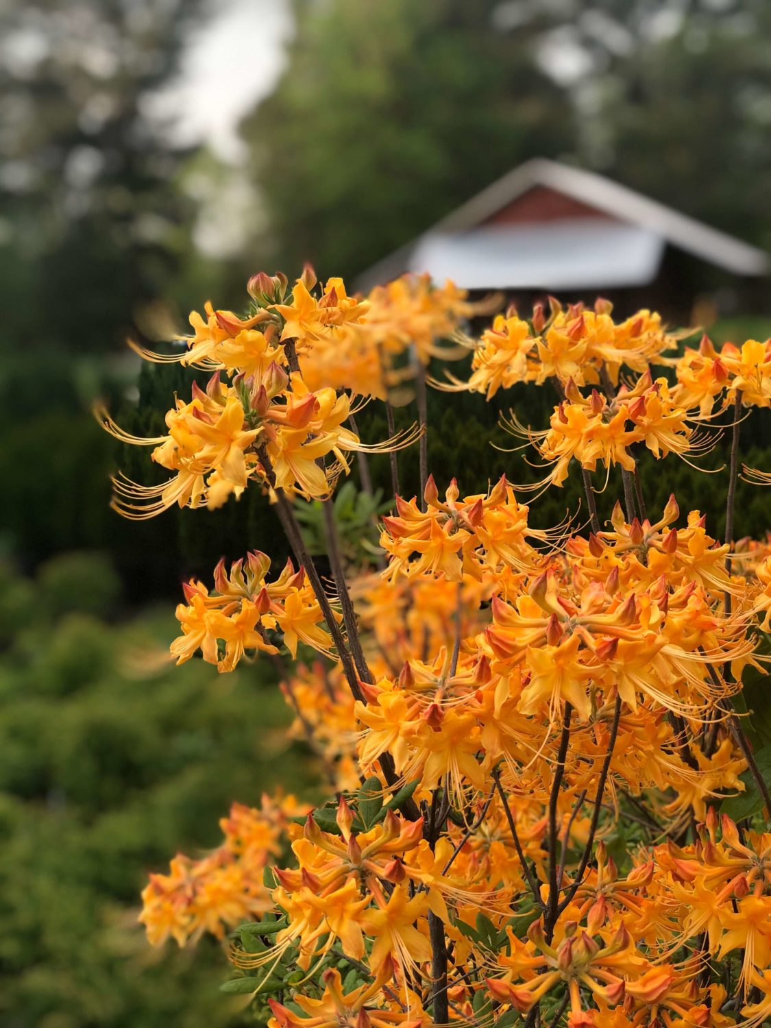Native Azaleas - Maple Valley Nursery